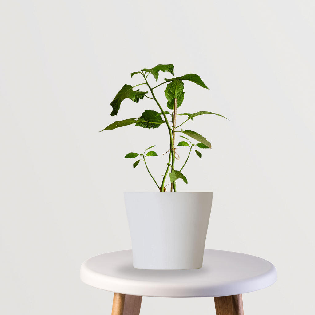 Dhatura Plant – Gardengram