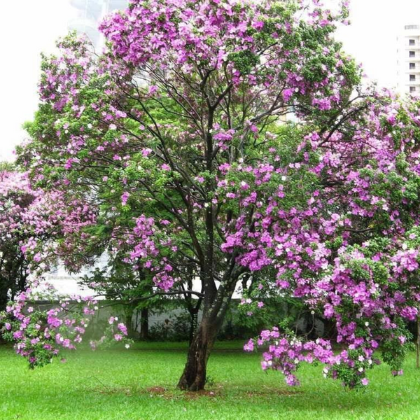Kachnar Plant - Indian Orchid Tree – Gardengram