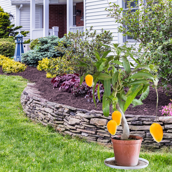 All Season Mango Plant – Gardengram