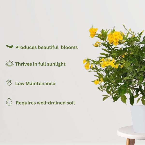 Tecoma Flowering Plant - Yellow – Gardengram