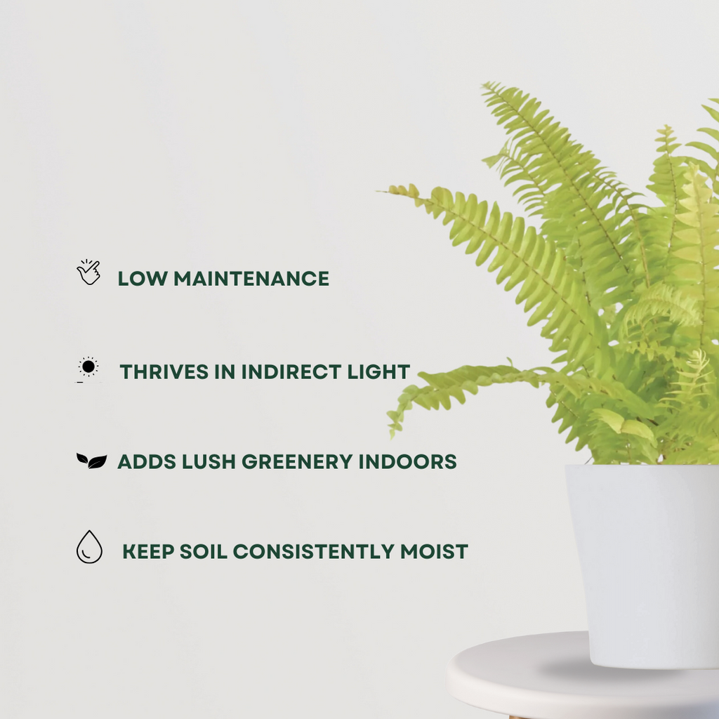 House Fern – Gardengram