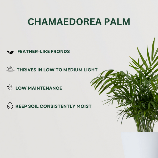 Palm Bundle – Gardengram