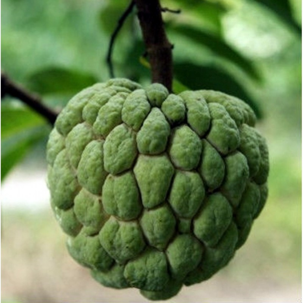 Sarifa (Custard Apple) Plant – Gardengram