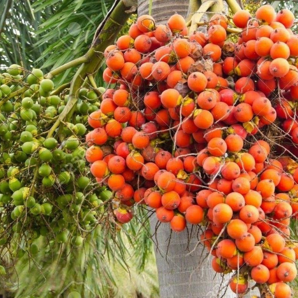 Supari (Areca Nut) Plant – Gardengram