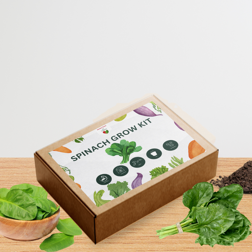 Buy Seeds Online: Spinach Seeds Kit For Home Gardening | Gardengram