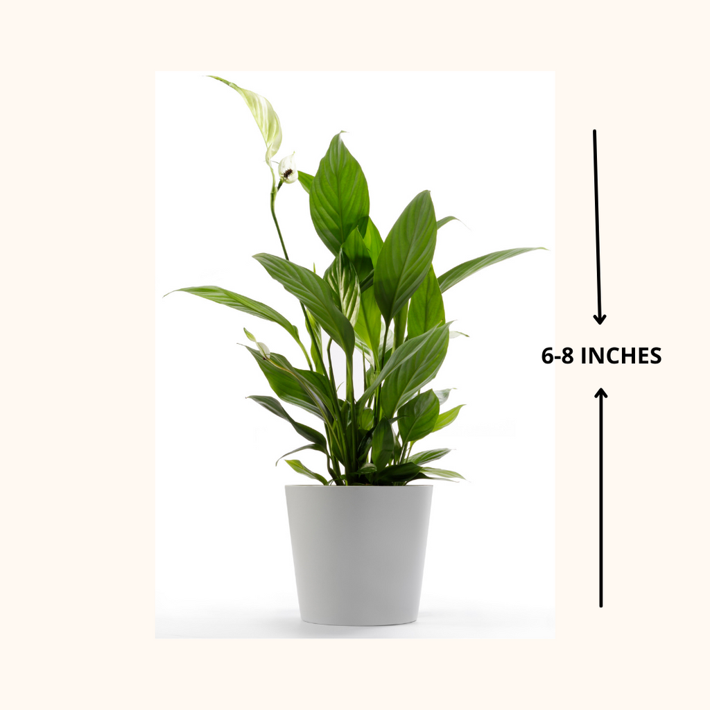 Peace Lily Plants - Small – Gardengram