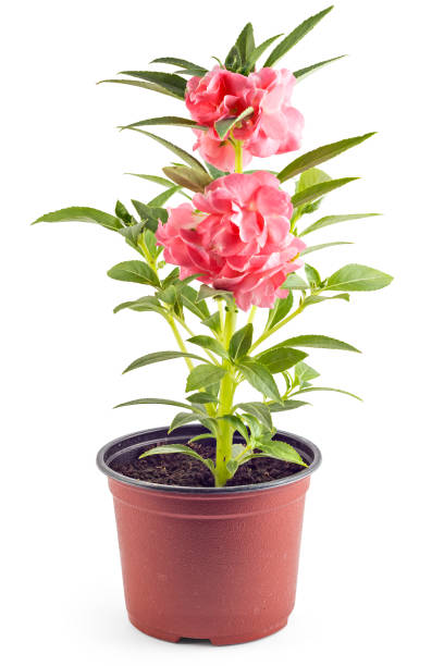 Balsam Flower Plant – Gardengram